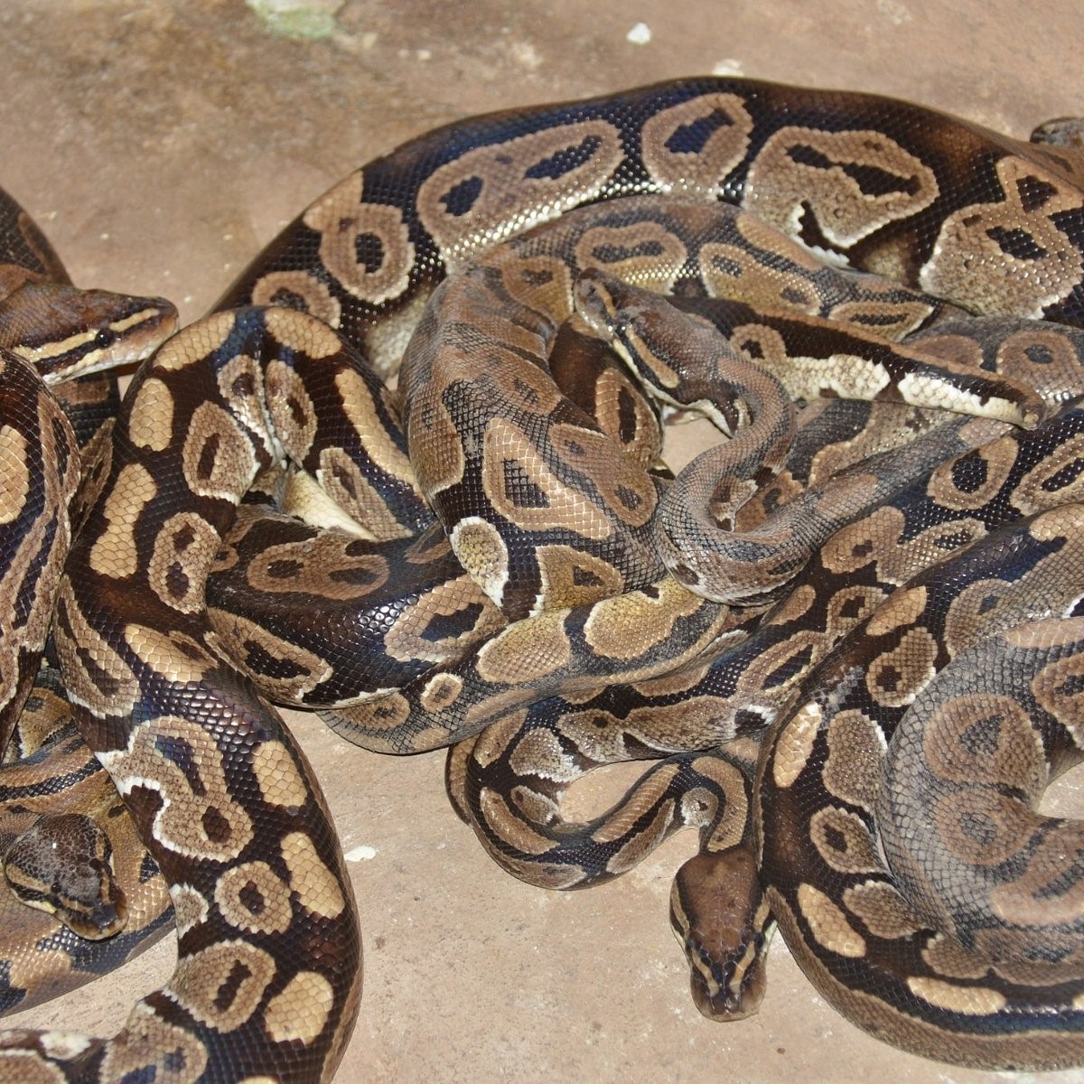 Divinité Dan : Identités et signes caractéristiques - Gaskiyani Info